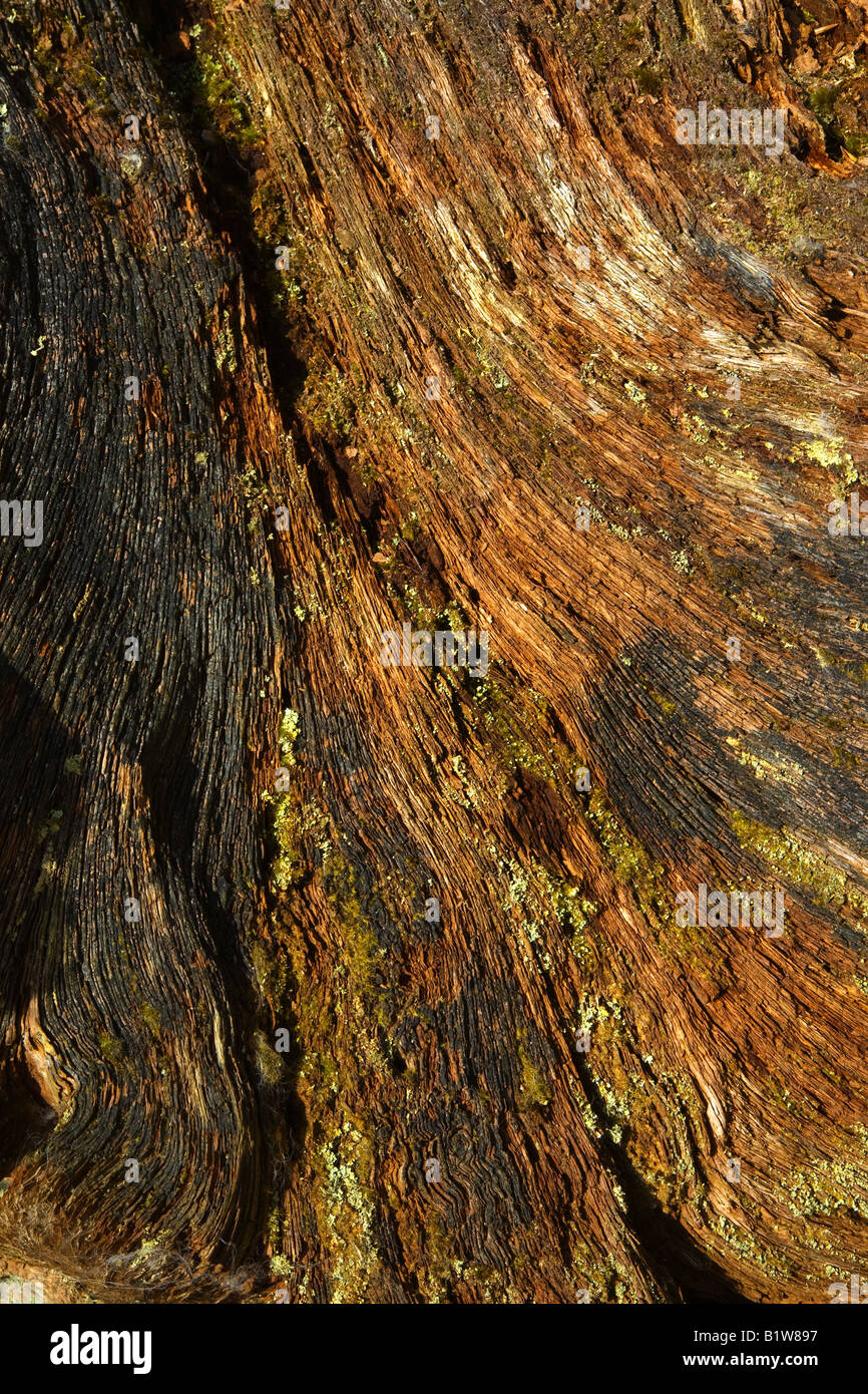 rotting tree trunk, Scotland Stock Photo - Alamy