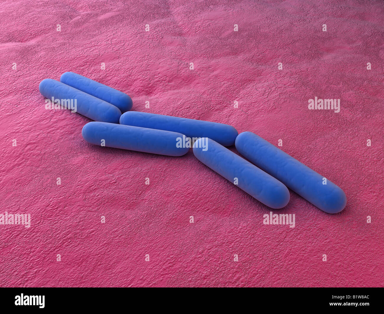 Bacillus subtilis hi-res stock photography and images - Alamy