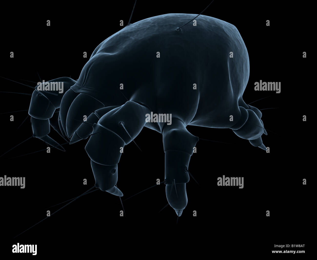 Dust mite hi-res stock photography and images - Alamy