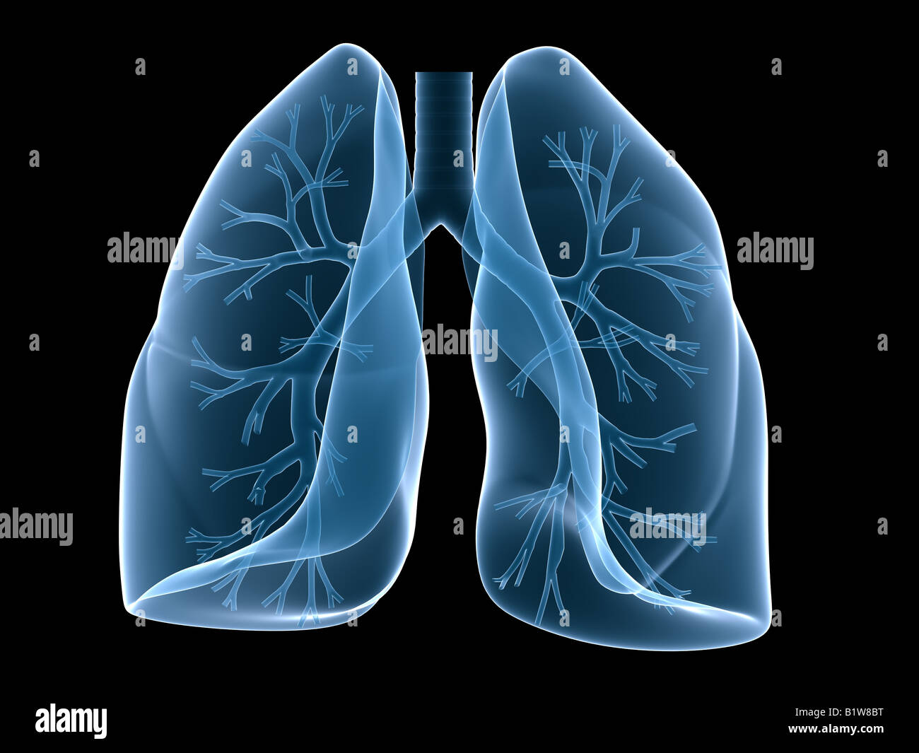 Lung anatomy hi-res stock photography and images - Alamy