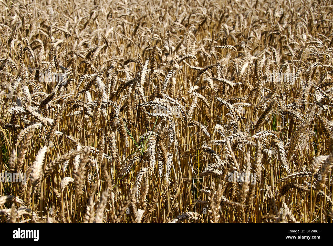 Wheat field Between Bibury Coln St Aldwyns Cotswolds UK Stock Photo - Alamy