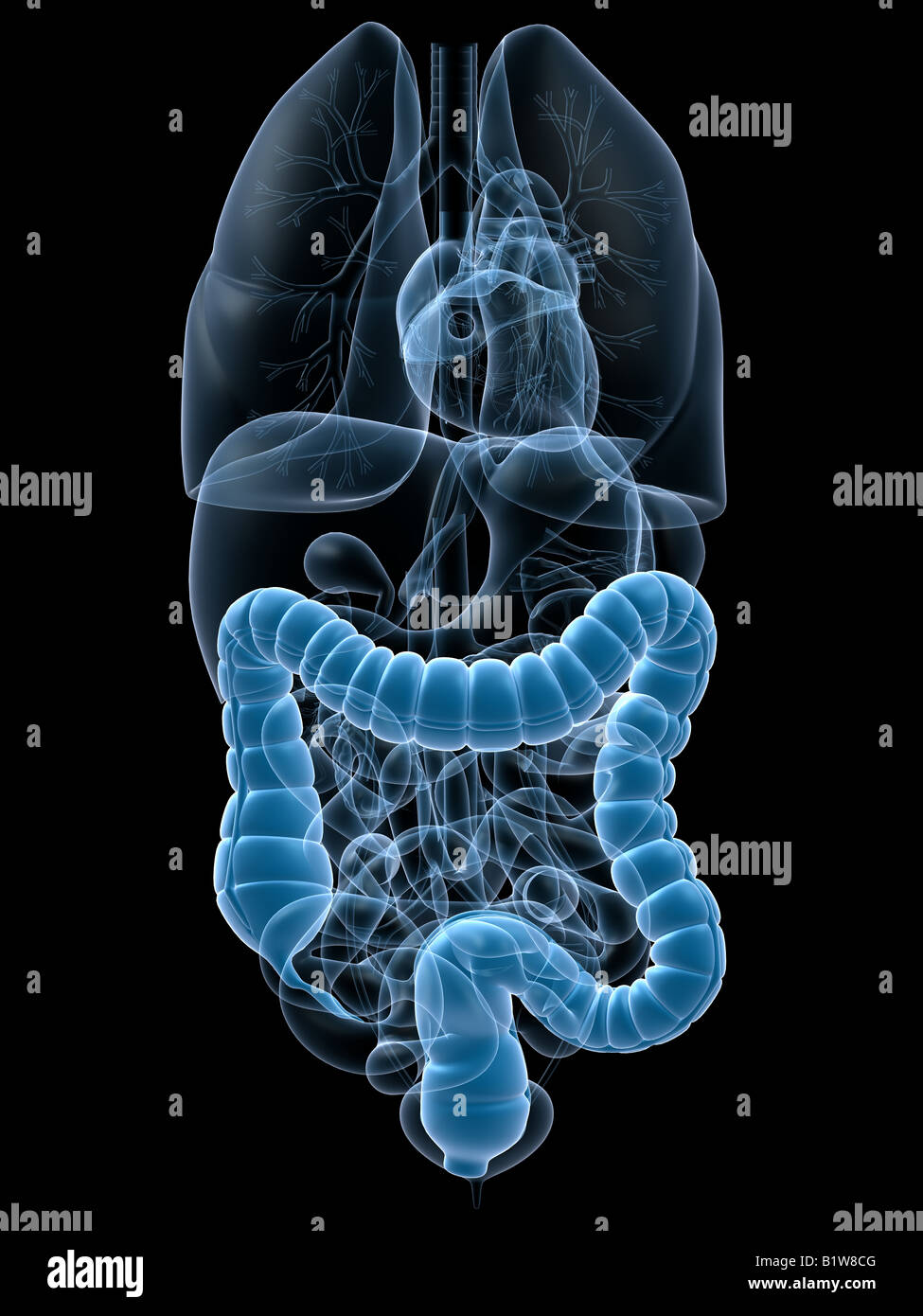 Inflammation of the colon hi-res stock photography and images - Alamy