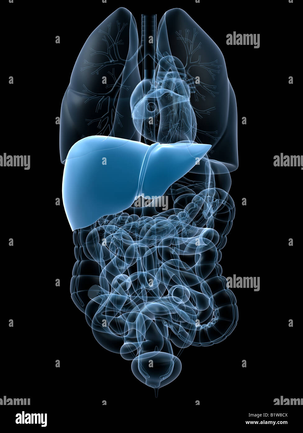 Liver ache hi-res stock photography and images - Alamy