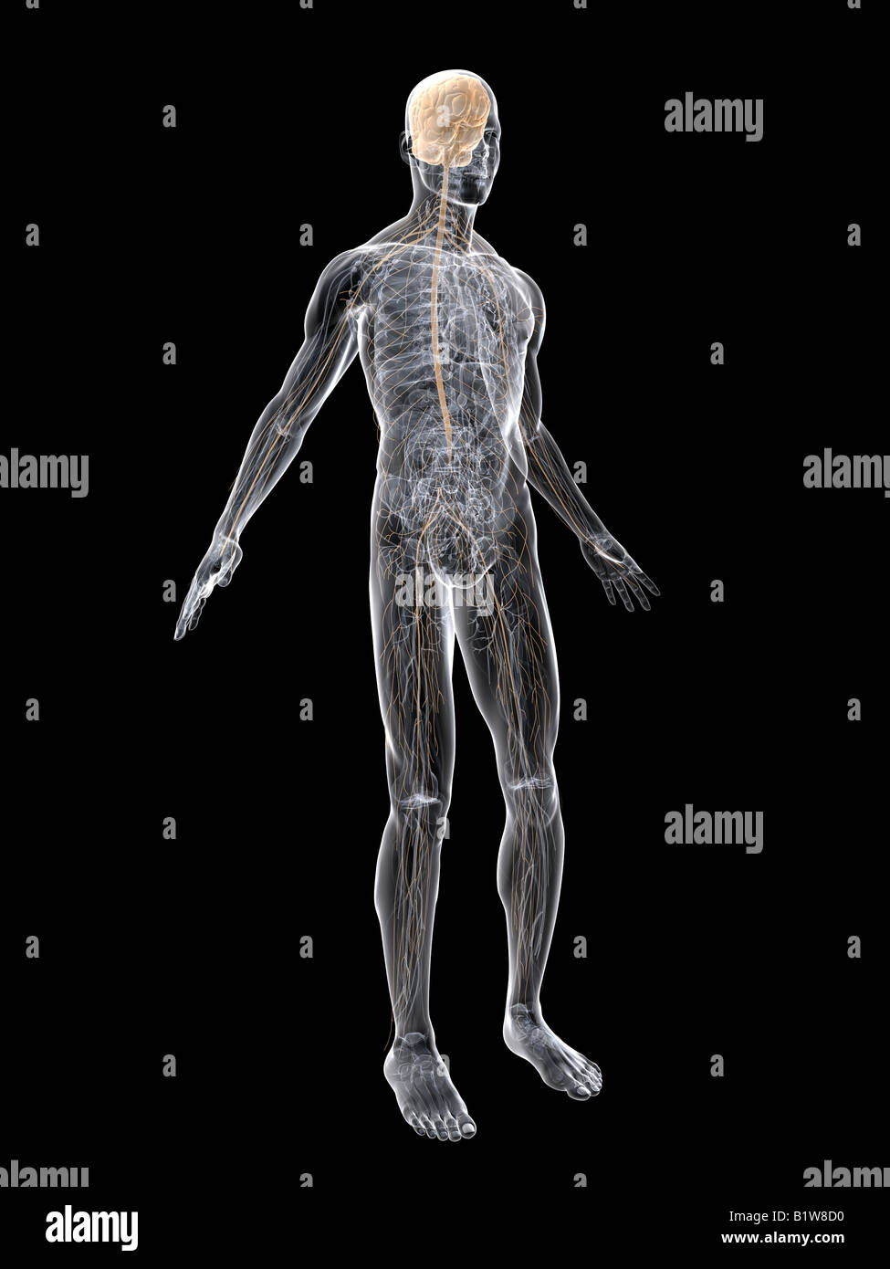 Human body brain skeleton hi-res stock photography and images - Alamy
