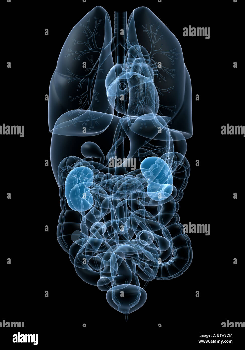 Healthy kidneys hi-res stock photography and images - Alamy