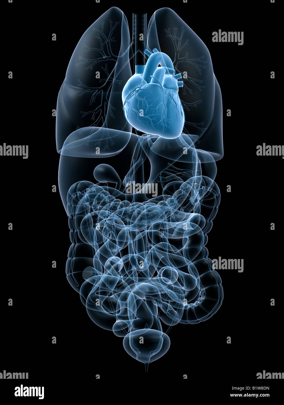 Heart anatomy organs hi-res stock photography and images - Alamy