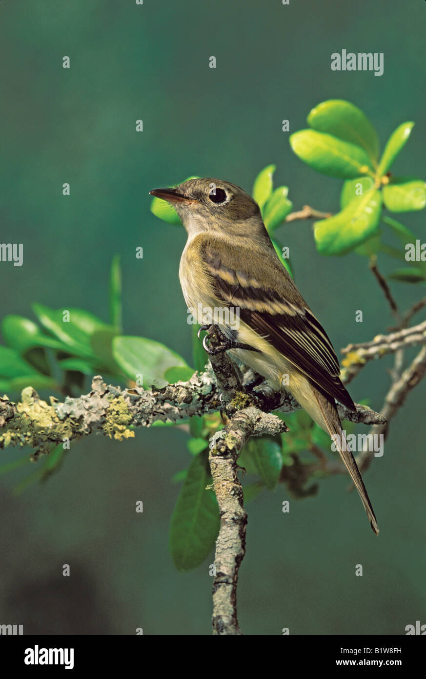 Flycatcher empidonax wildlife hi-res stock photography and images - Alamy