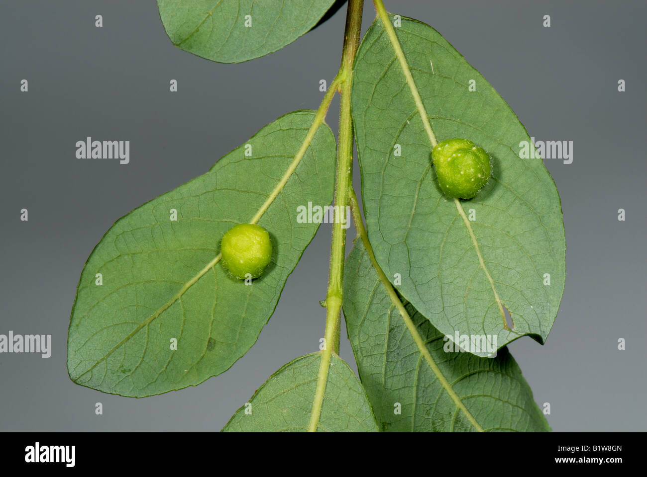 Sallow tree hi-res stock photography and images - Alamy