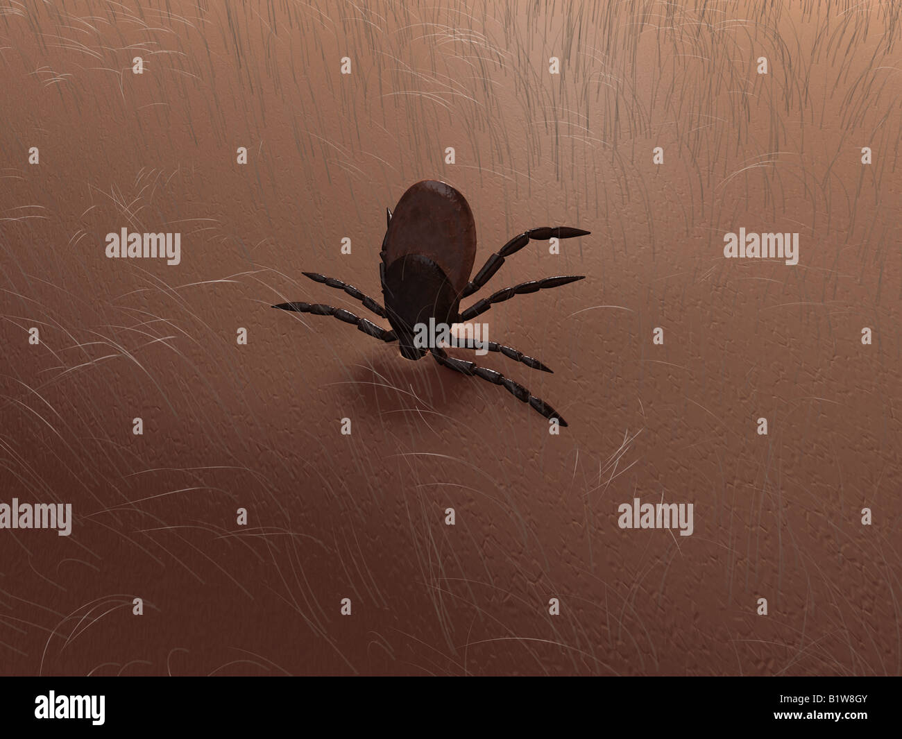 Tick bite hi-res stock photography and images - Alamy