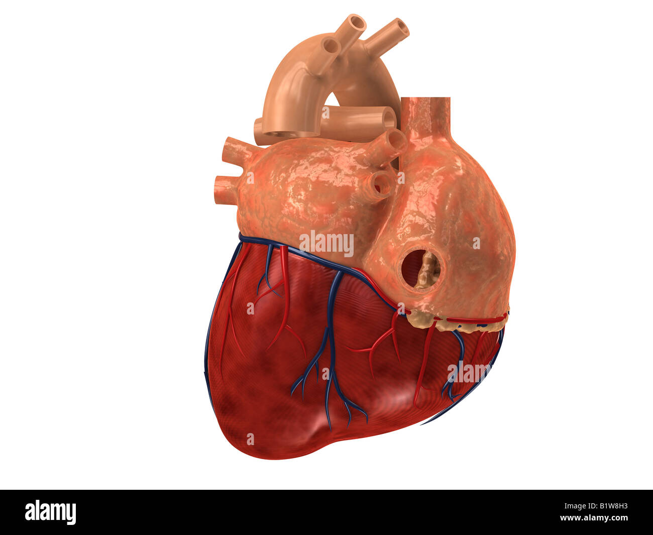 Human heart model hi-res stock photography and images - Alamy