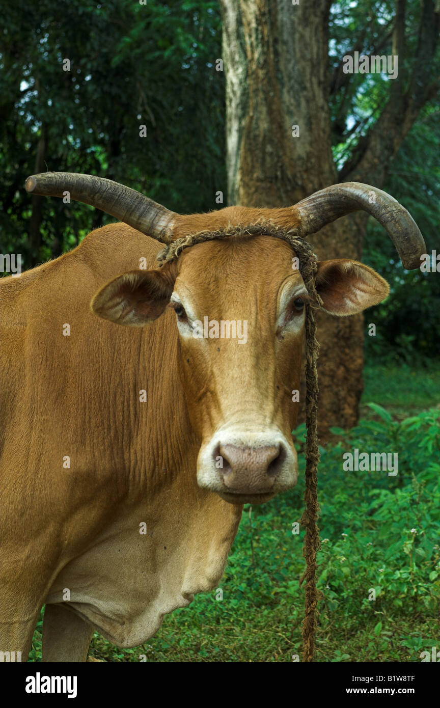 Head and shoulders of a native cow western Kenya Africa Stock Photo - Alamy