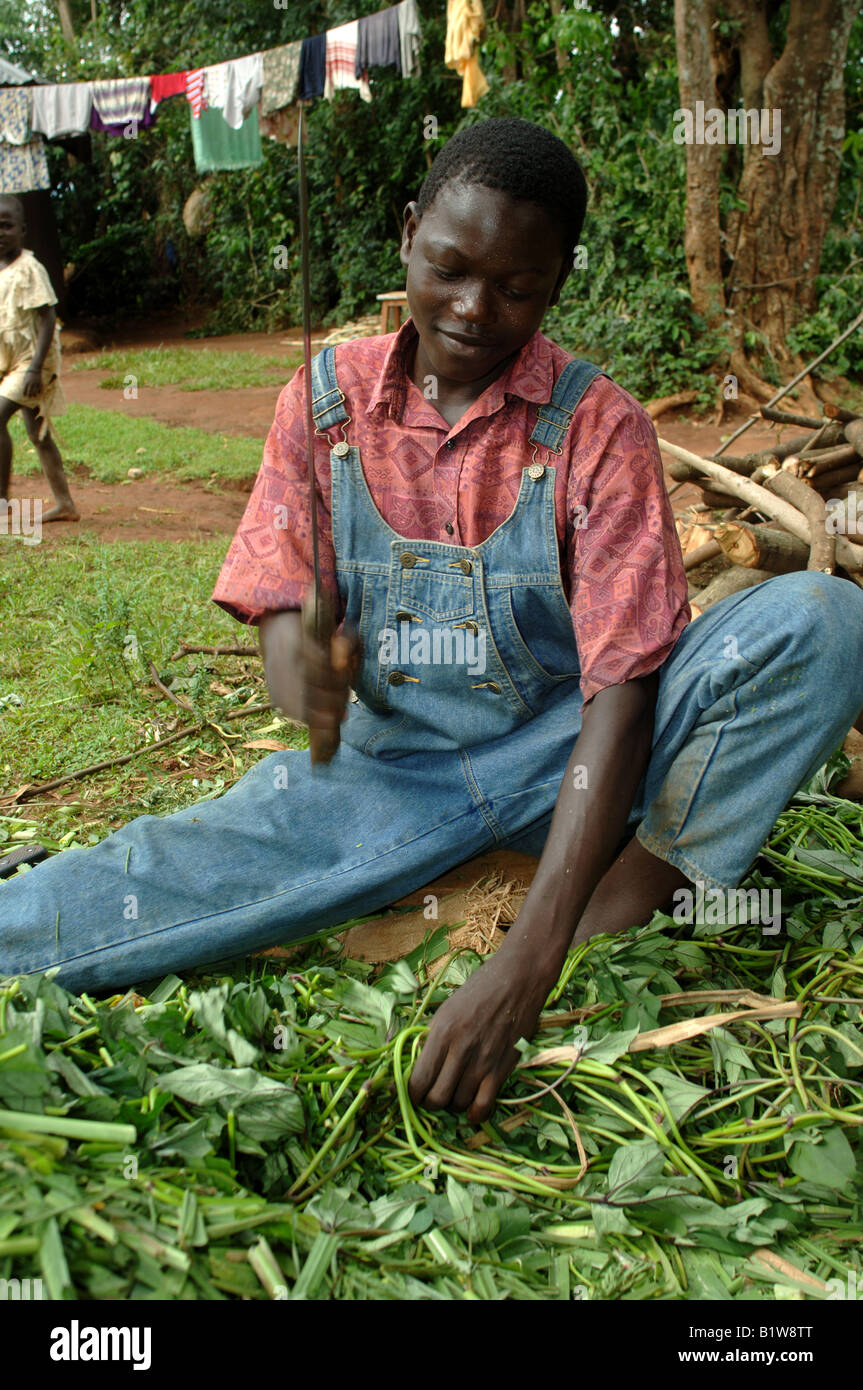 African man while cutting Napier grass for cattle with sharp knife ...