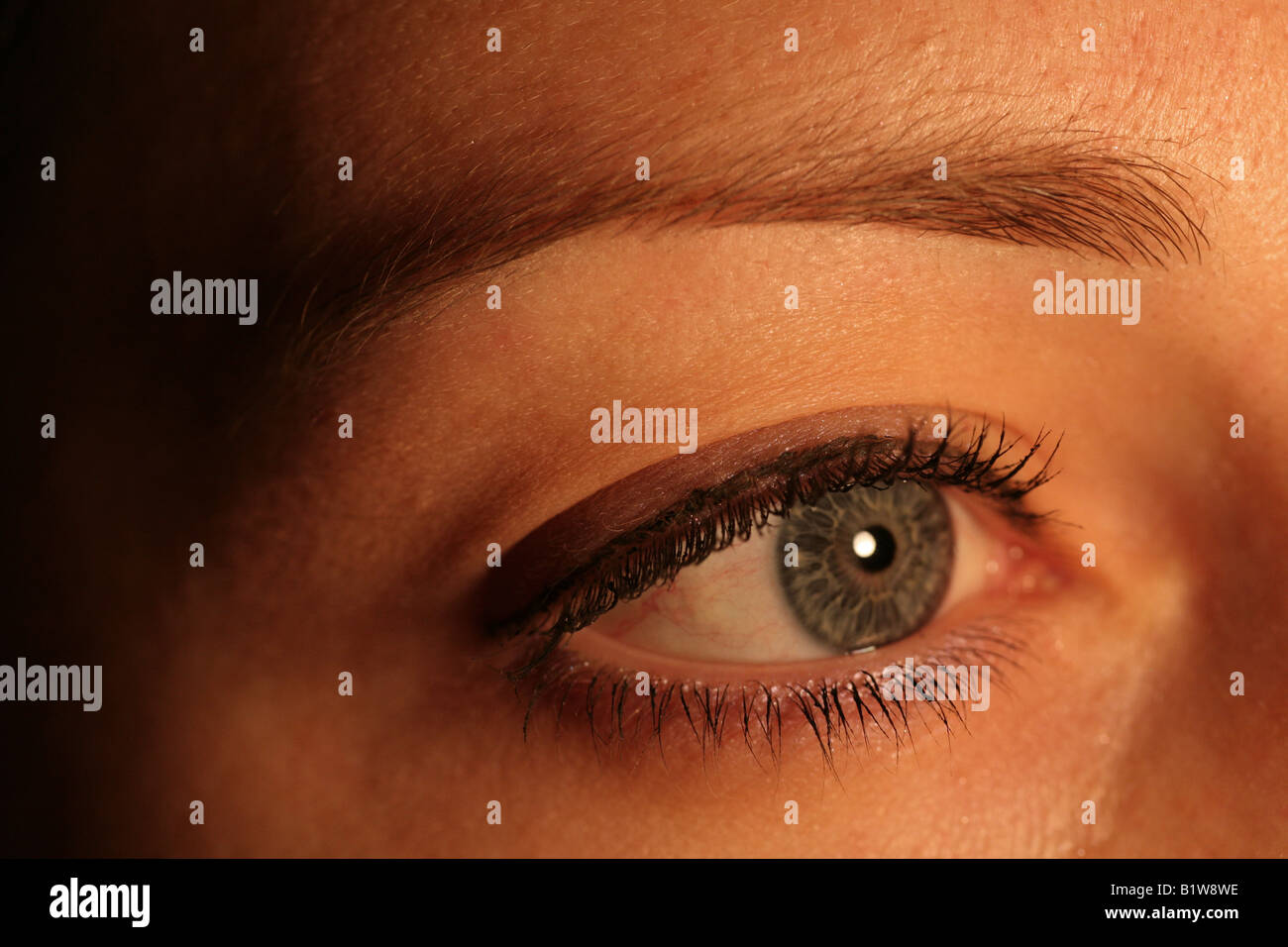 Angular vision. Eyebrows well defined, eyelashes well defined, eye well ...