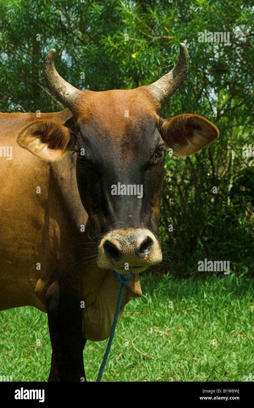 Head and shoulders of a native cow western Kenya Africa Stock Photo - Alamy