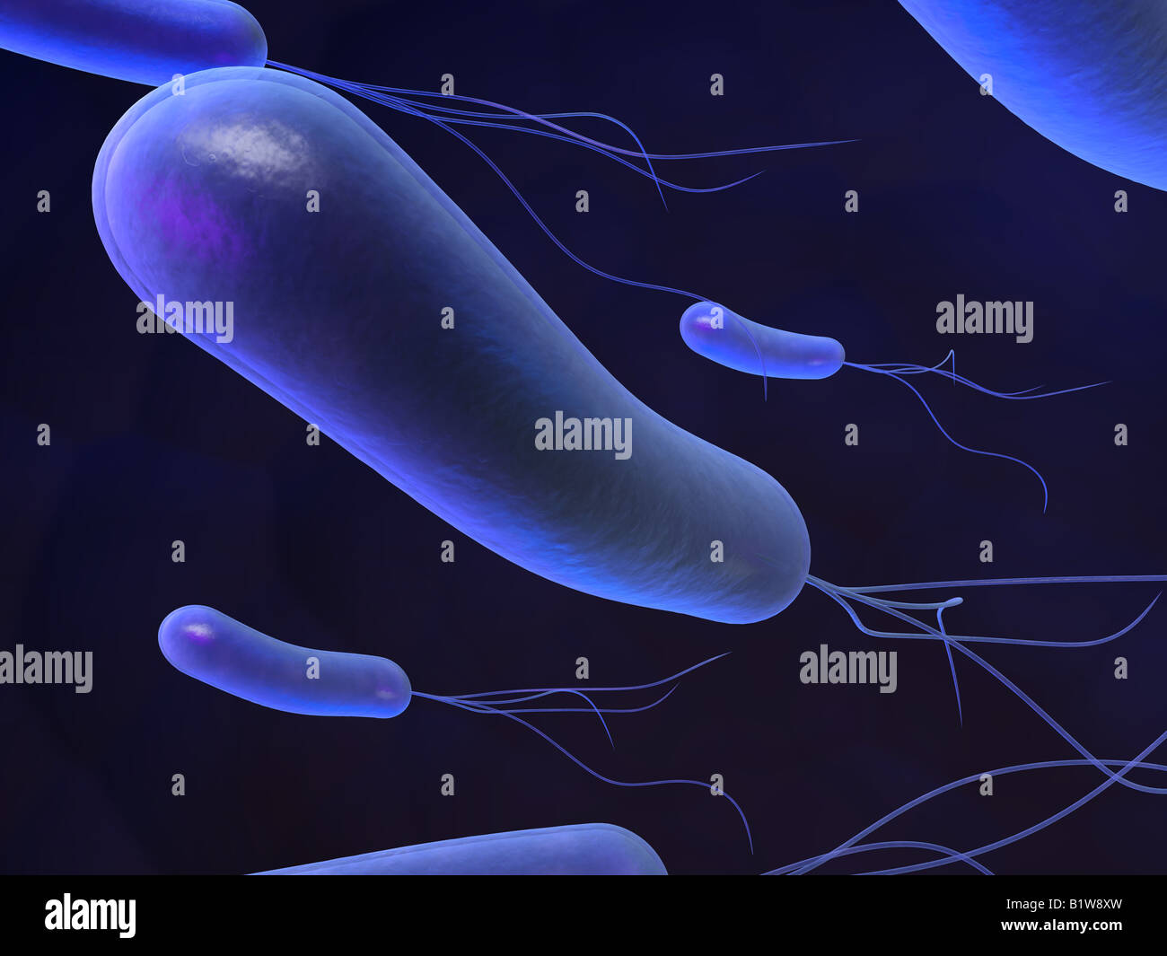 Helical bacteria hi-res stock photography and images - Alamy