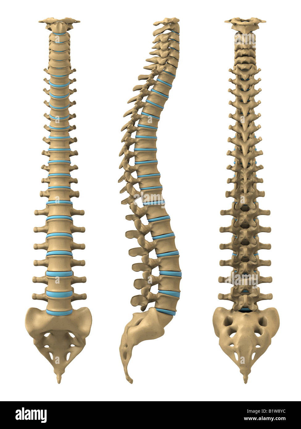 Human spine hi-res stock photography and images - Alamy Human spine hi-res stock photography and images - Alamy