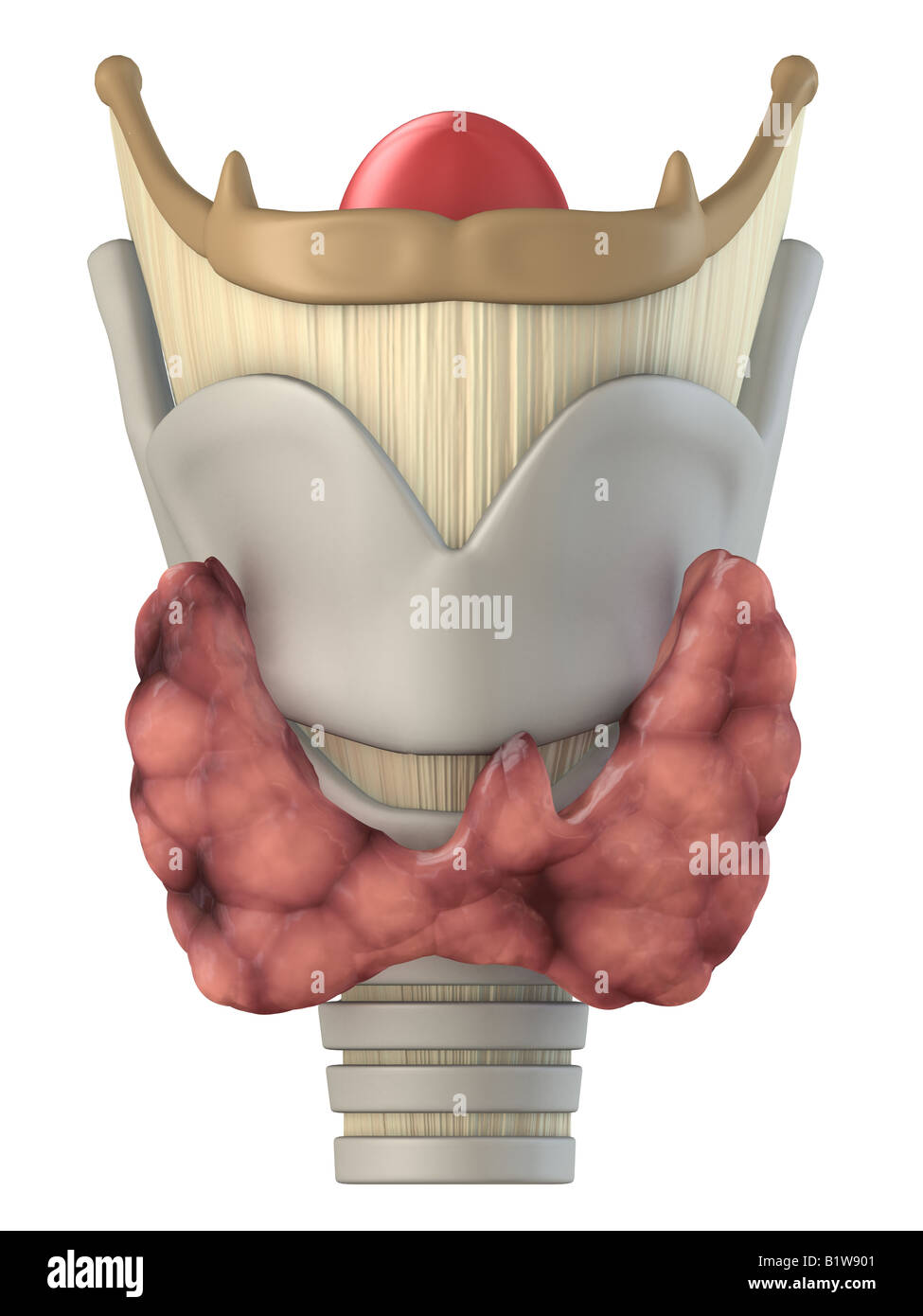 Human larynx hi-res stock photography and images - Alamy