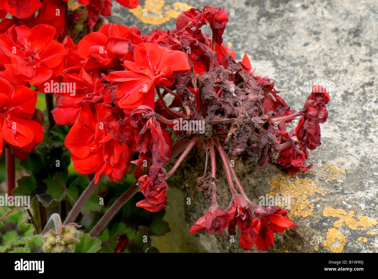 Grey mould or flower blight Botrytis cinerea damage to flowers of a ...