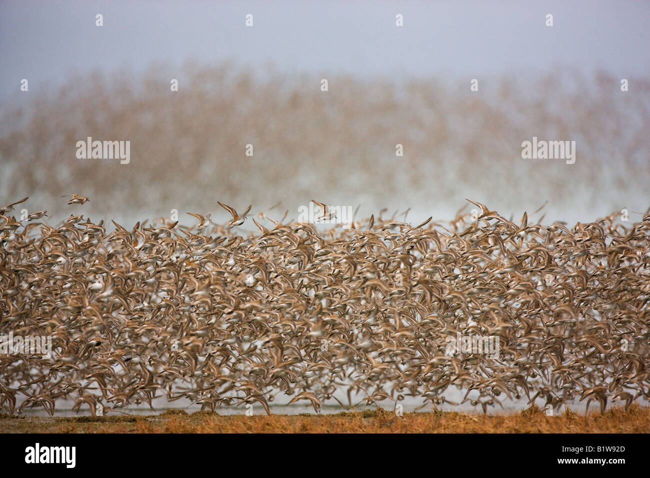 Shorebird migration on the Copper River Delta Chugach National Forest ...