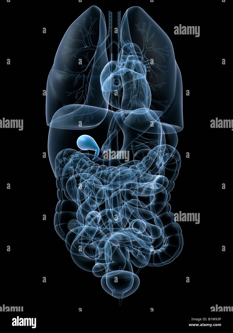 Human bladder hi-res stock photography and images - Alamy