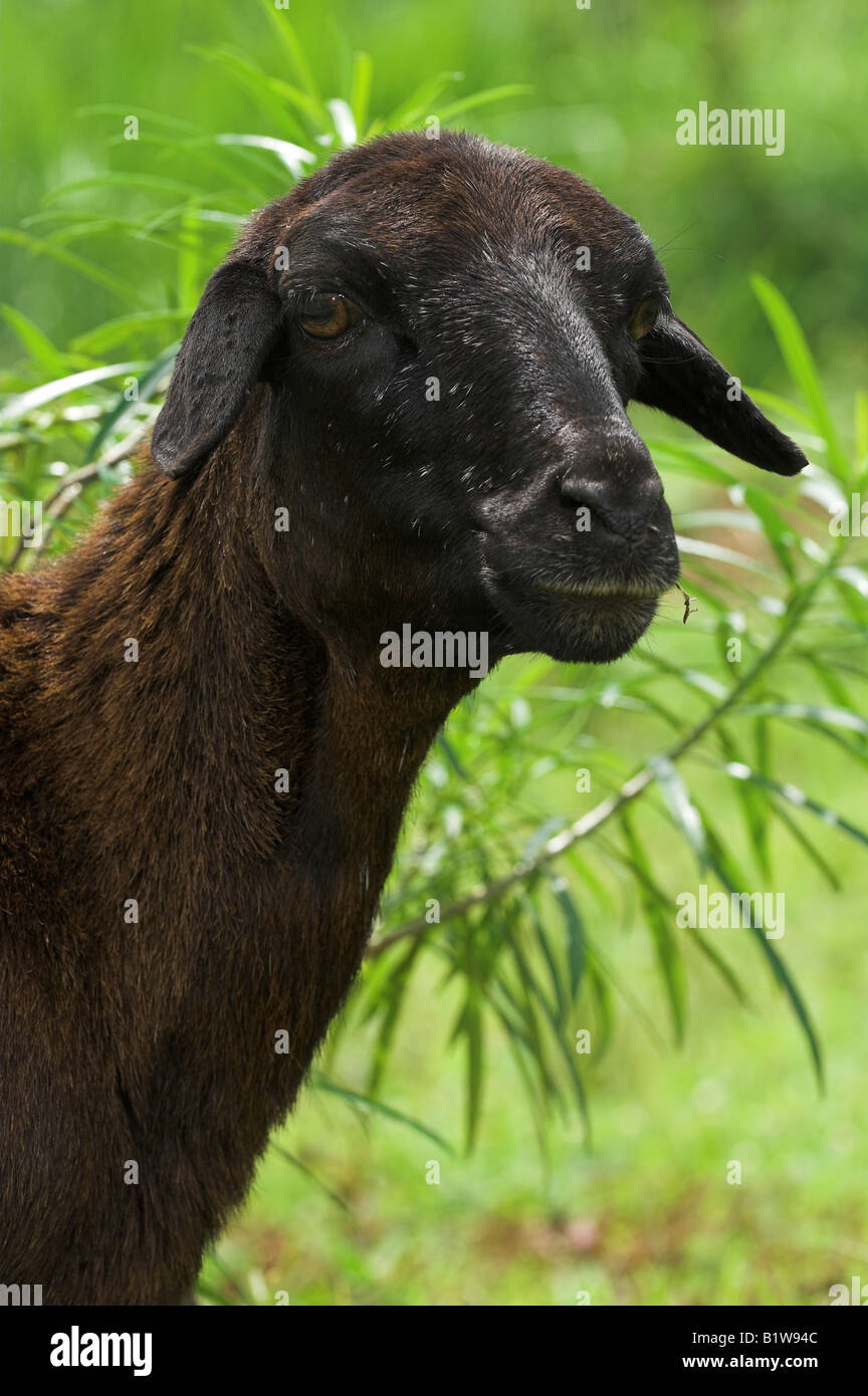 Close up of head of a native sheep Kenya Africa Stock Photo - Alamy