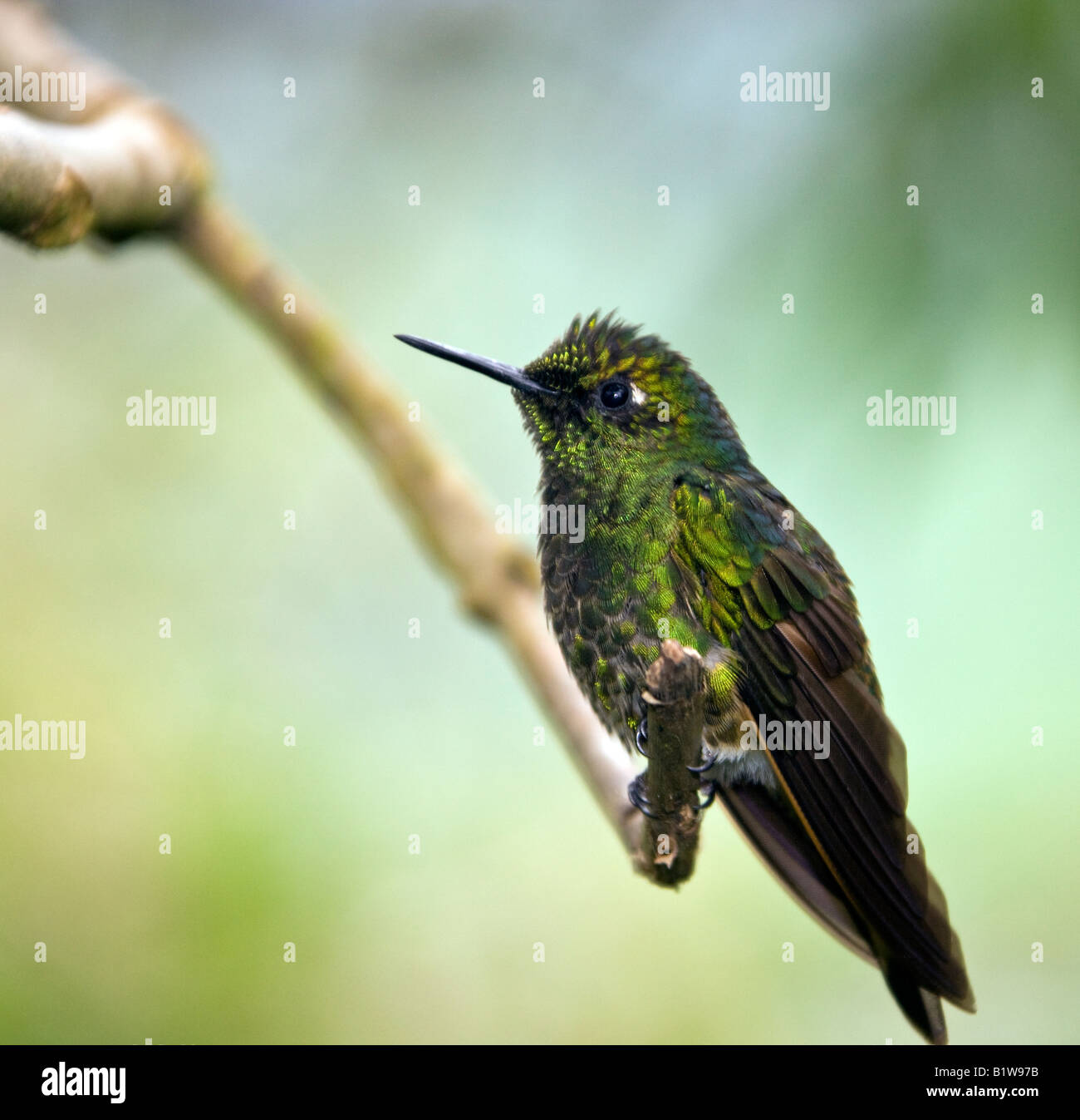 Buff tailed Hummingbird - Boissoneaua flavescens - in the Mindo Cloud ...