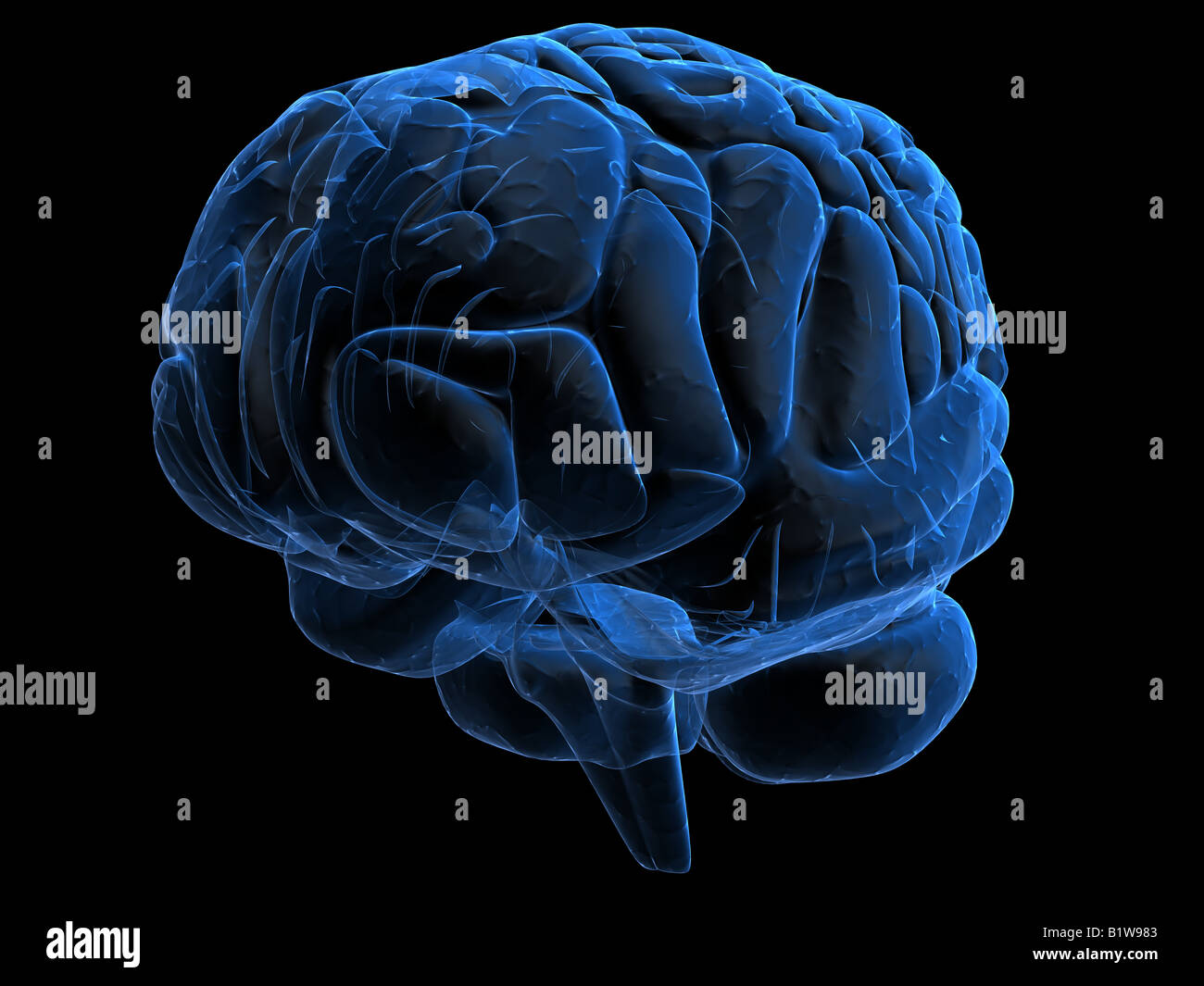 Human brain skull illustration hi-res stock photography and images - Alamy