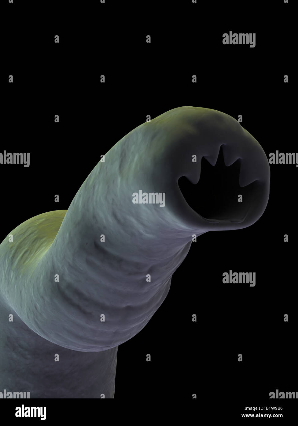 Hookworm hi-res stock photography and images - Alamy