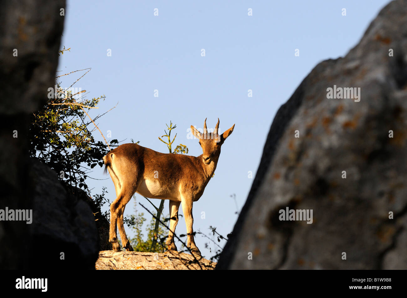 Iberian female wild goat hi-res stock photography and images - Alamy