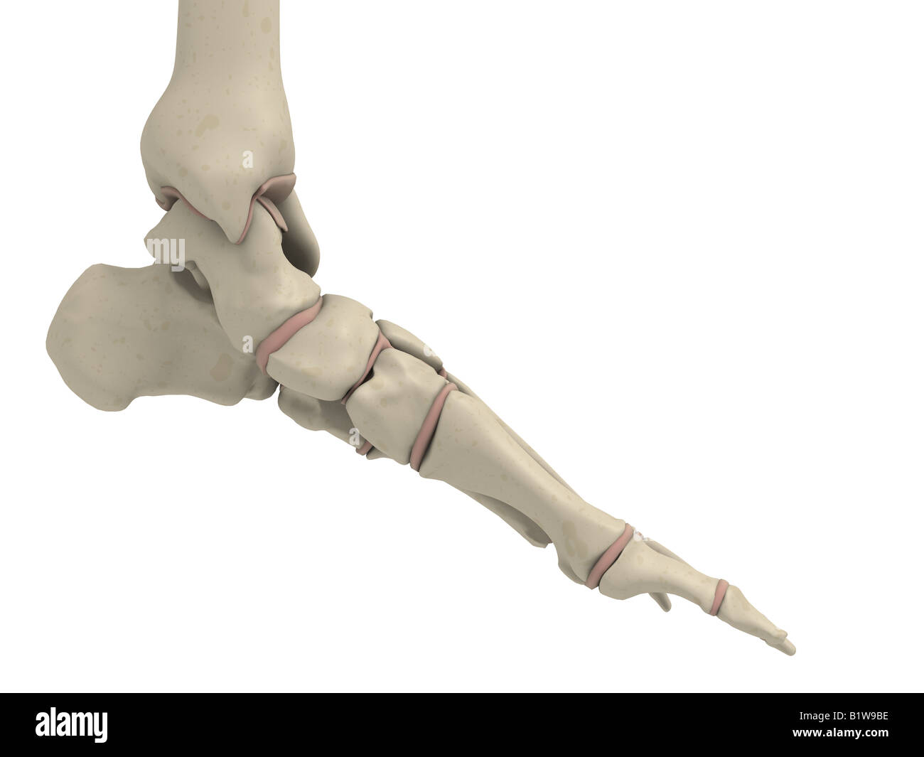 Foot anatomy hi-res stock photography and images - Alamy