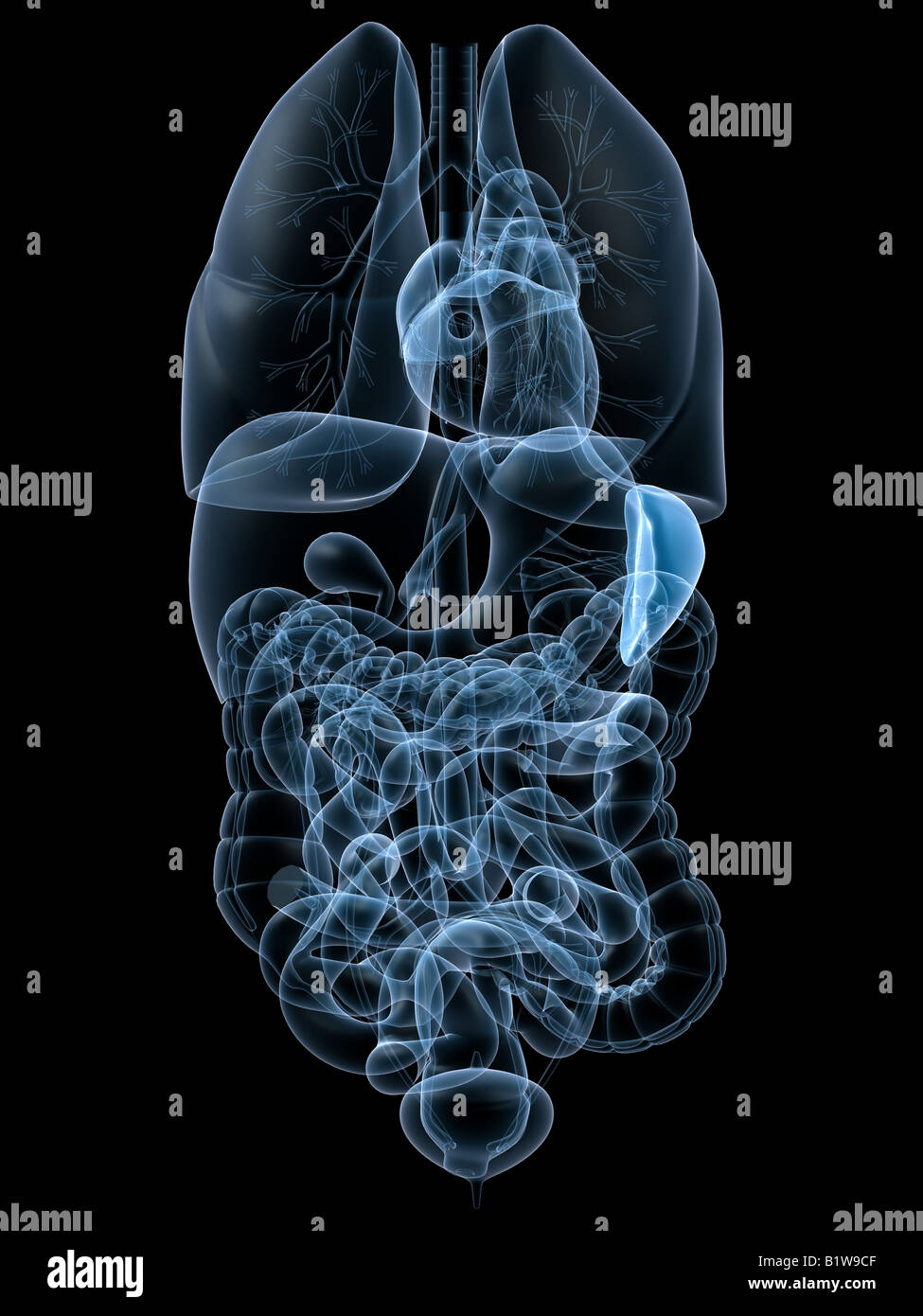 Pancreas and spleen hi-res stock photography and images - Alamy