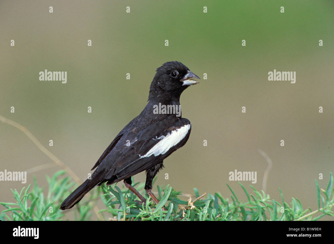 Lark bunting colorado hi-res stock photography and images - Alamy