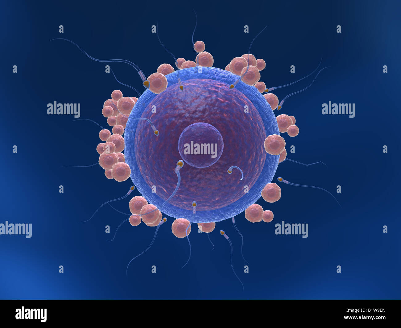 human egg cell Stock Photo - Alamy