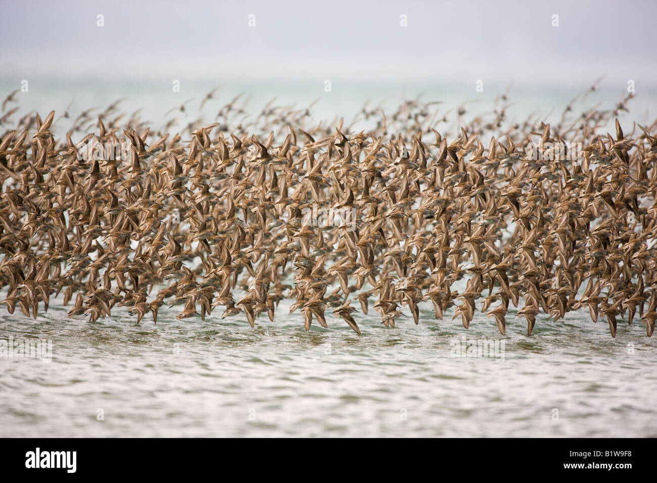 Shorebird migration on the Copper River Delta Chugach National Forest ...
