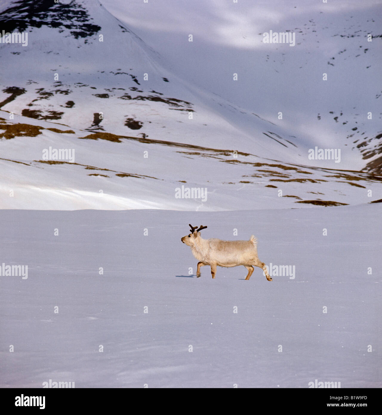 reindeer Rangifer tarandus seeking of food in winter Spitzberg En ...