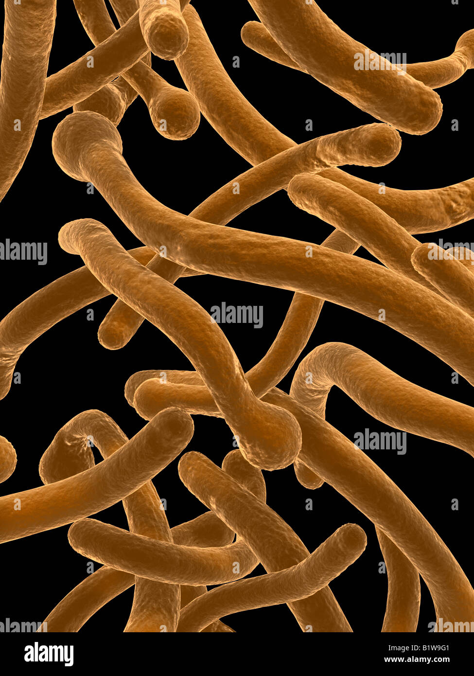 Candida albicans hi-res stock photography and images - Alamy