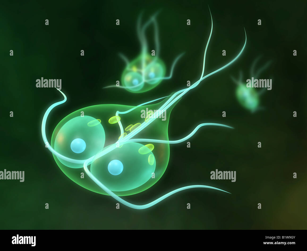 Giardia hi-res stock photography and images - Alamy