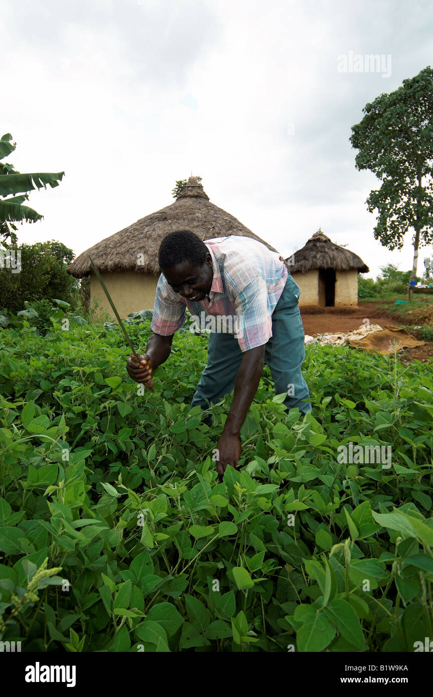 Thinning crop hi-res stock photography and images - Alamy