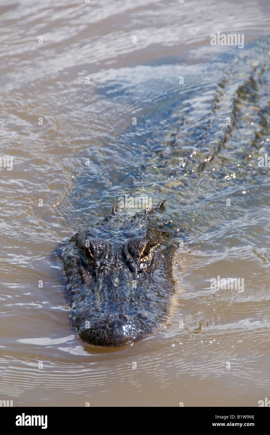 Alligator (alligator mississippiensis), Honey Island Swamp, West Pearl ...