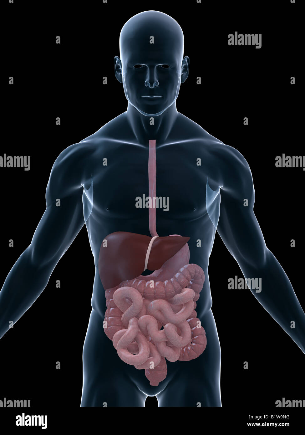 Transparent digestive system hi-res stock photography and images - Alamy