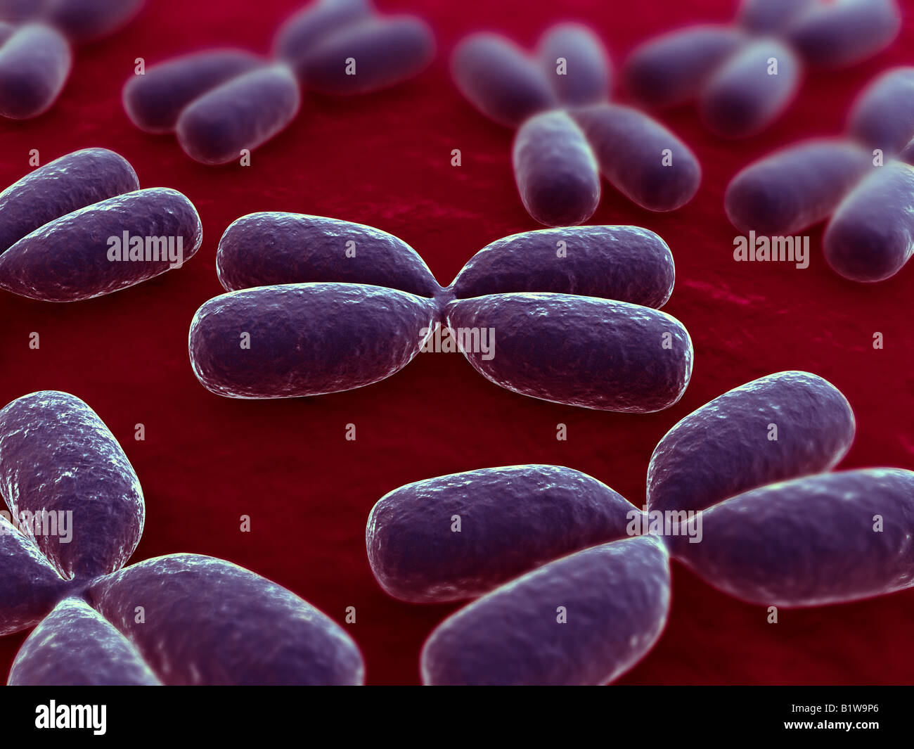 Chromosomes microscope hi-res stock photography and images - Alamy