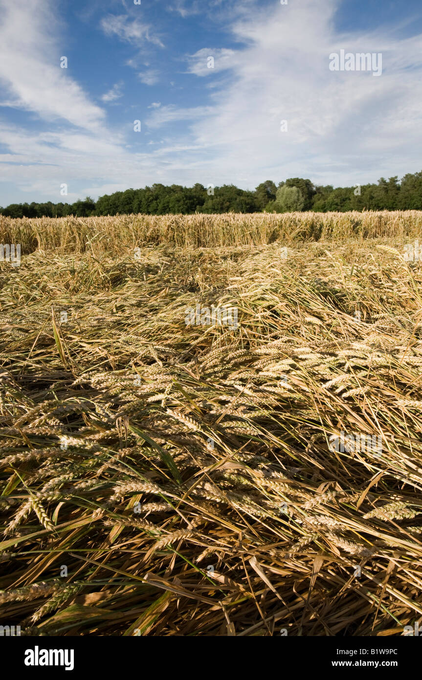 Storm damaged wheat field, sud-Touraine, France Stock Photo - Alamy