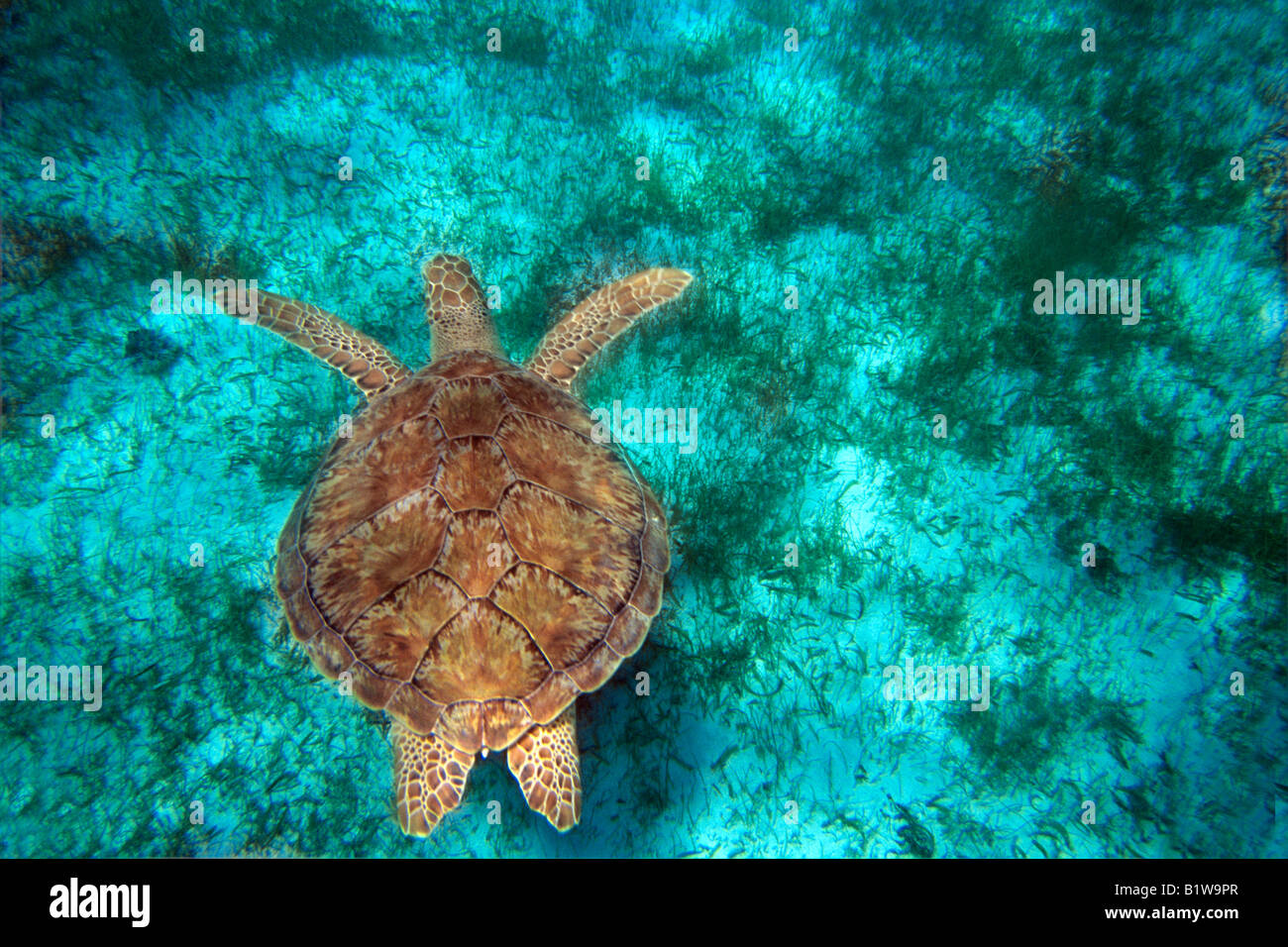 Green Turtle swimming over a bed of sea grass in the Tobago Cays ...