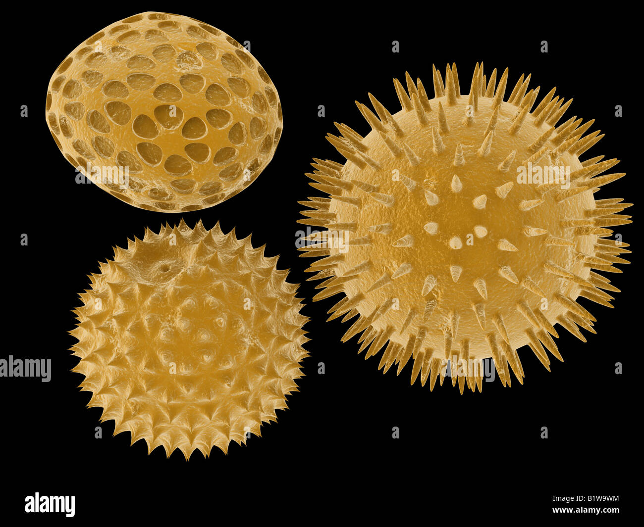 Pollen surface hi-res stock photography and images - Alamy