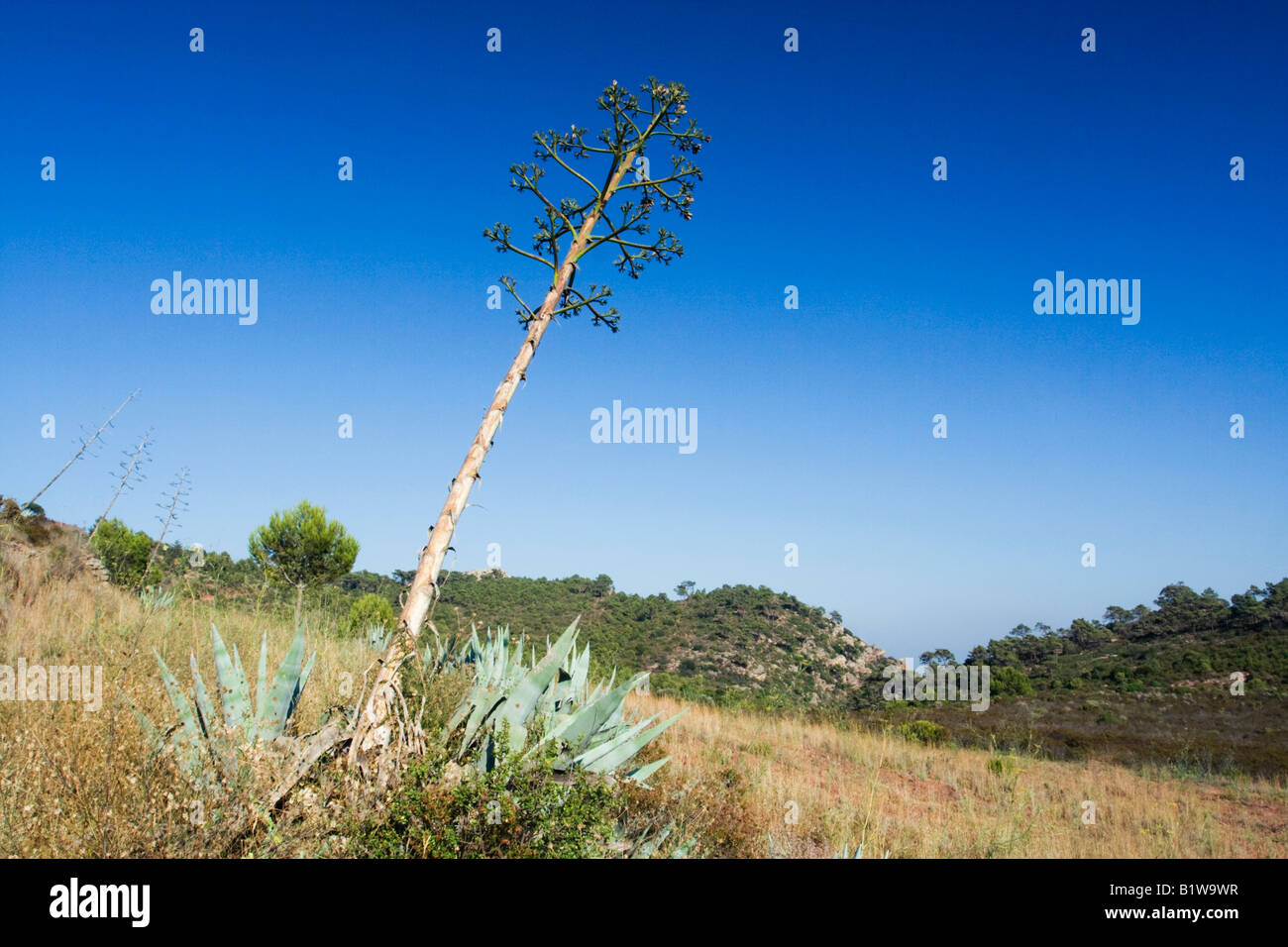 Sierra calderona natural park hi-res stock photography and images - Alamy