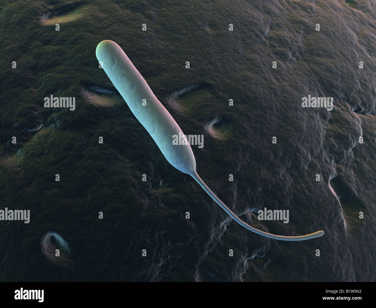 Campylobacter hi-res stock photography and images - Alamy