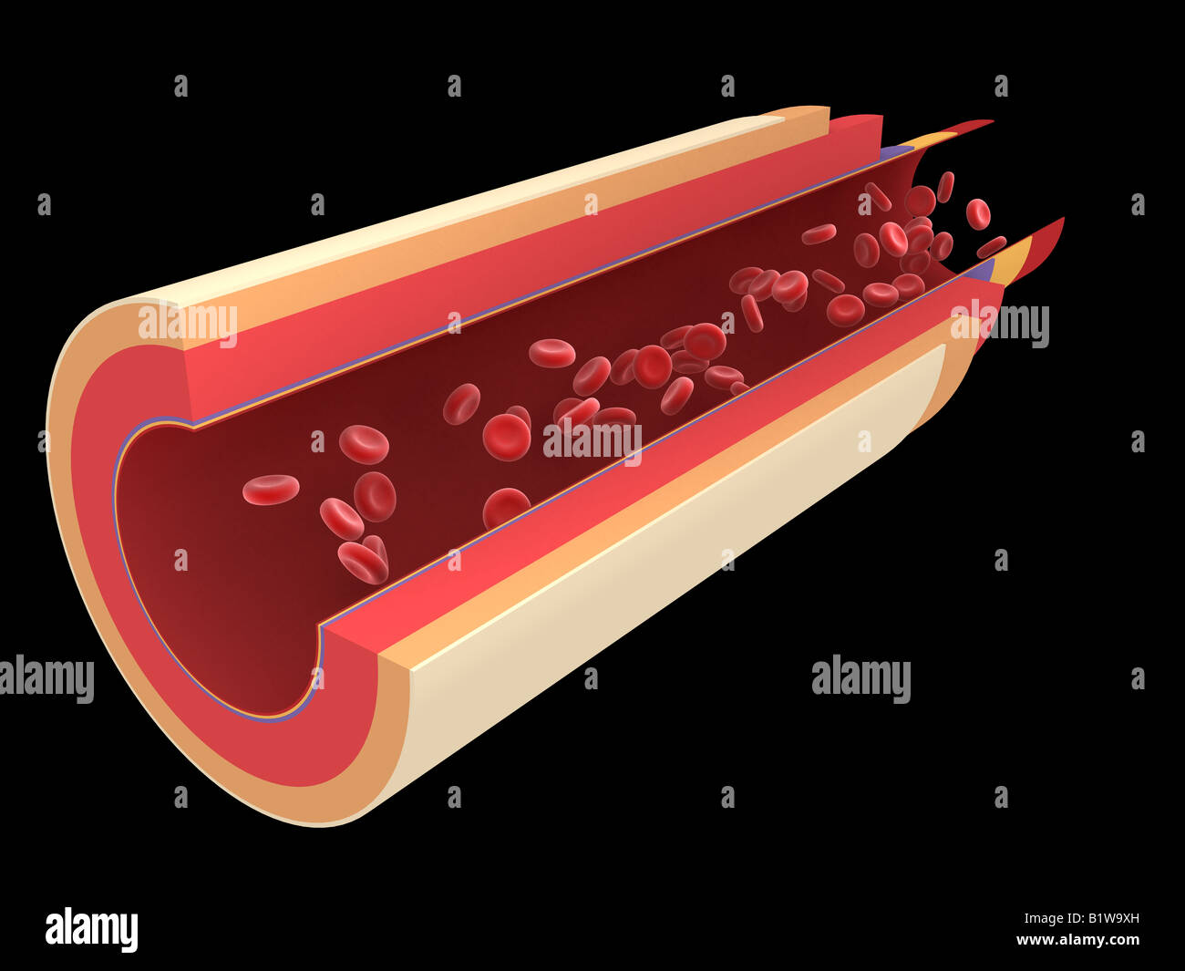 Microscopic cut hi-res stock photography and images - Alamy