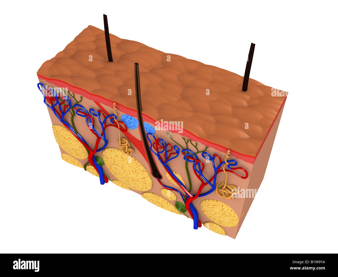Sebaceous Cut Out Stock Images & Pictures - Alamy