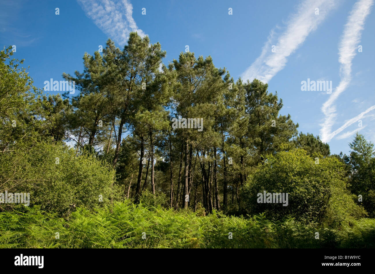 Pine copse hi-res stock photography and images - Alamy