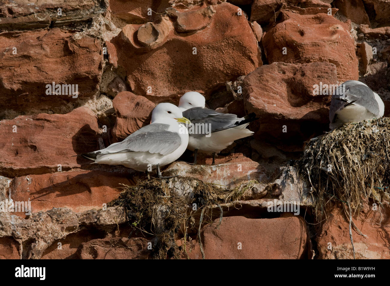 Kittiwake nesting in the ruined red stone walls of the historic Dunbar ...